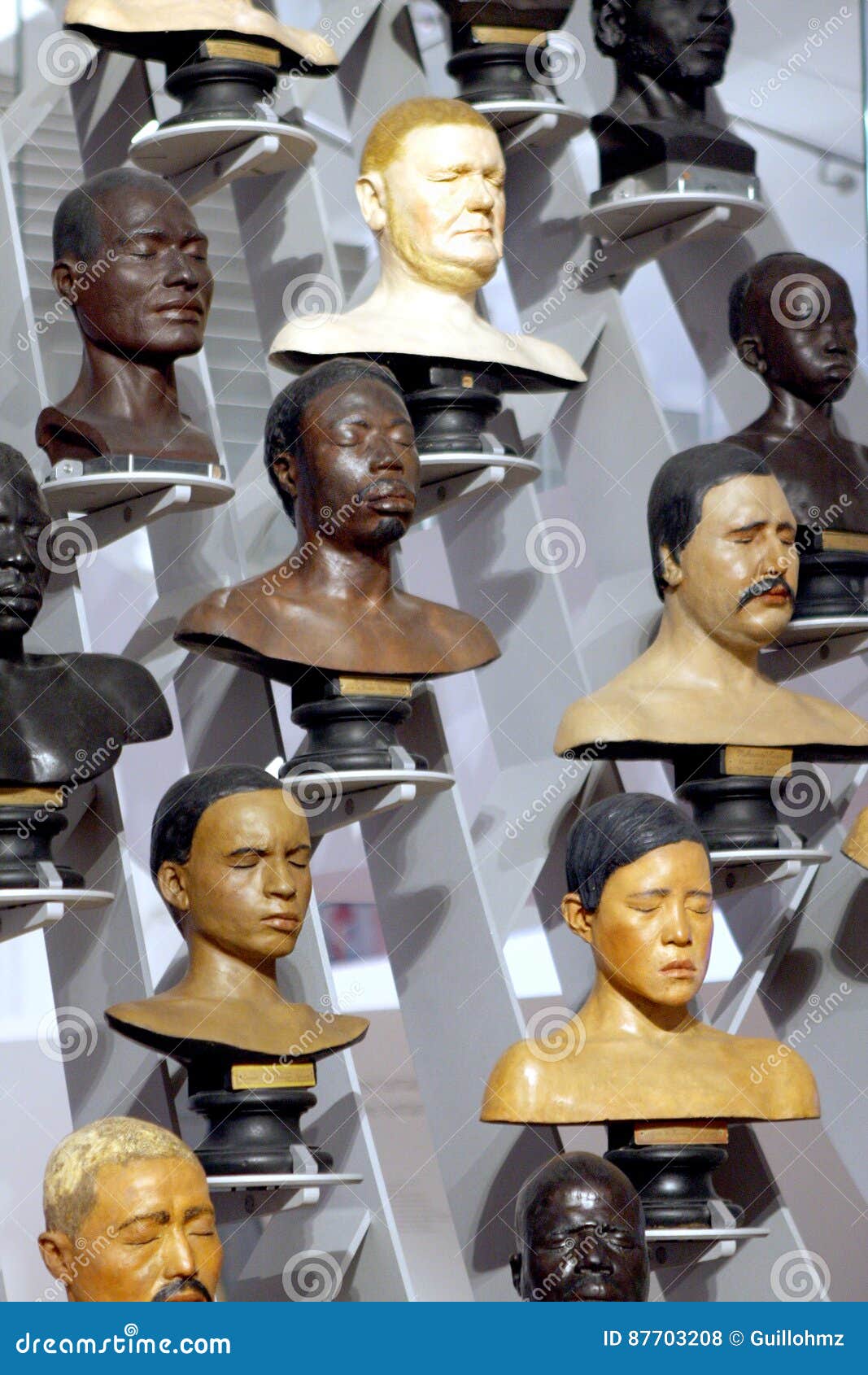 Tipo de cabeza humana foto de archivo editorial. Imagen de ciencia ...