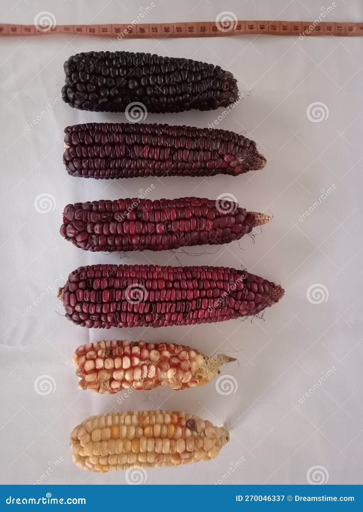 Tipo de cor do milho imagem de stock. Imagem de produto - 270046337