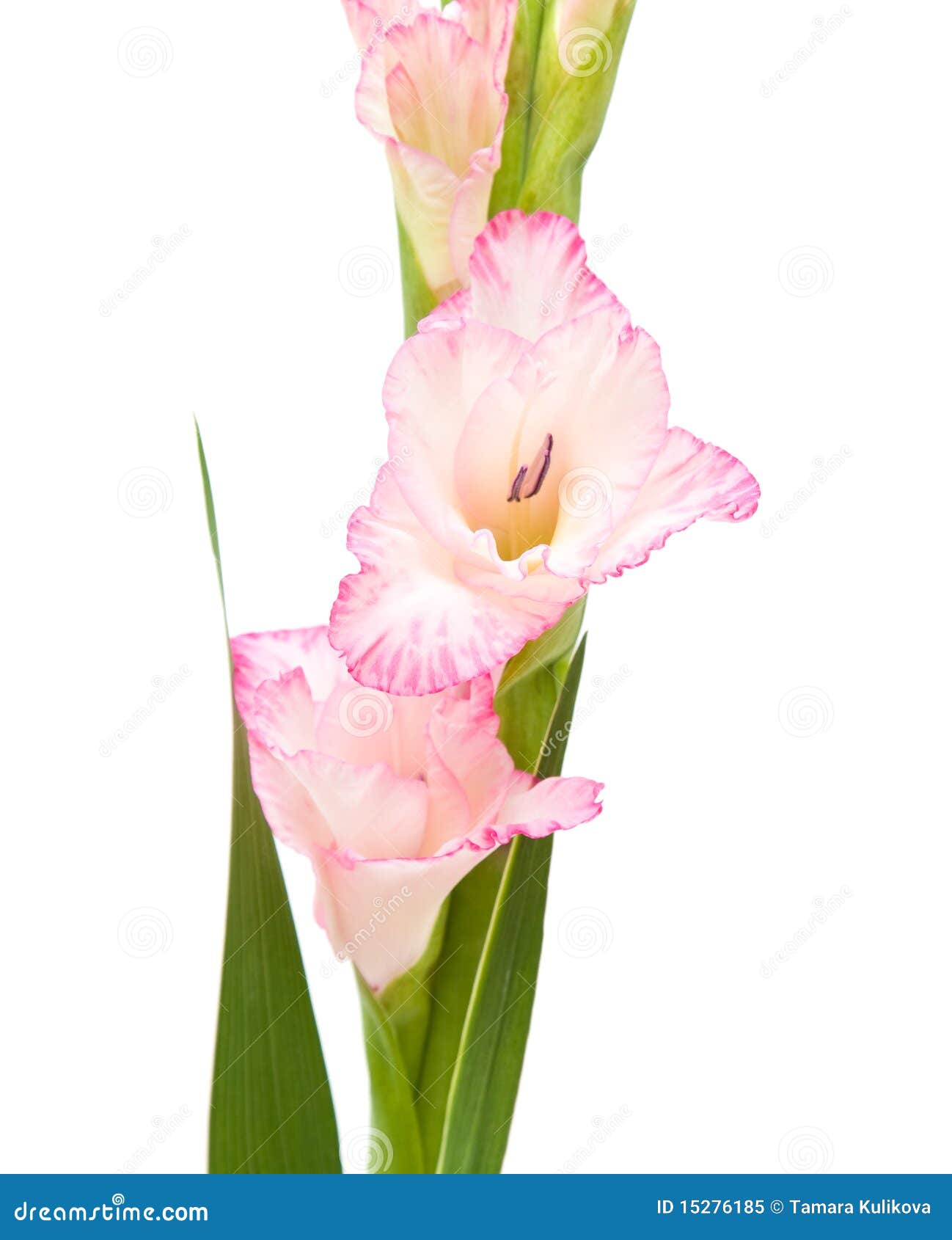 Tipo de flor cor-de-rosa imagem de stock. Imagem de fresco - 15276185