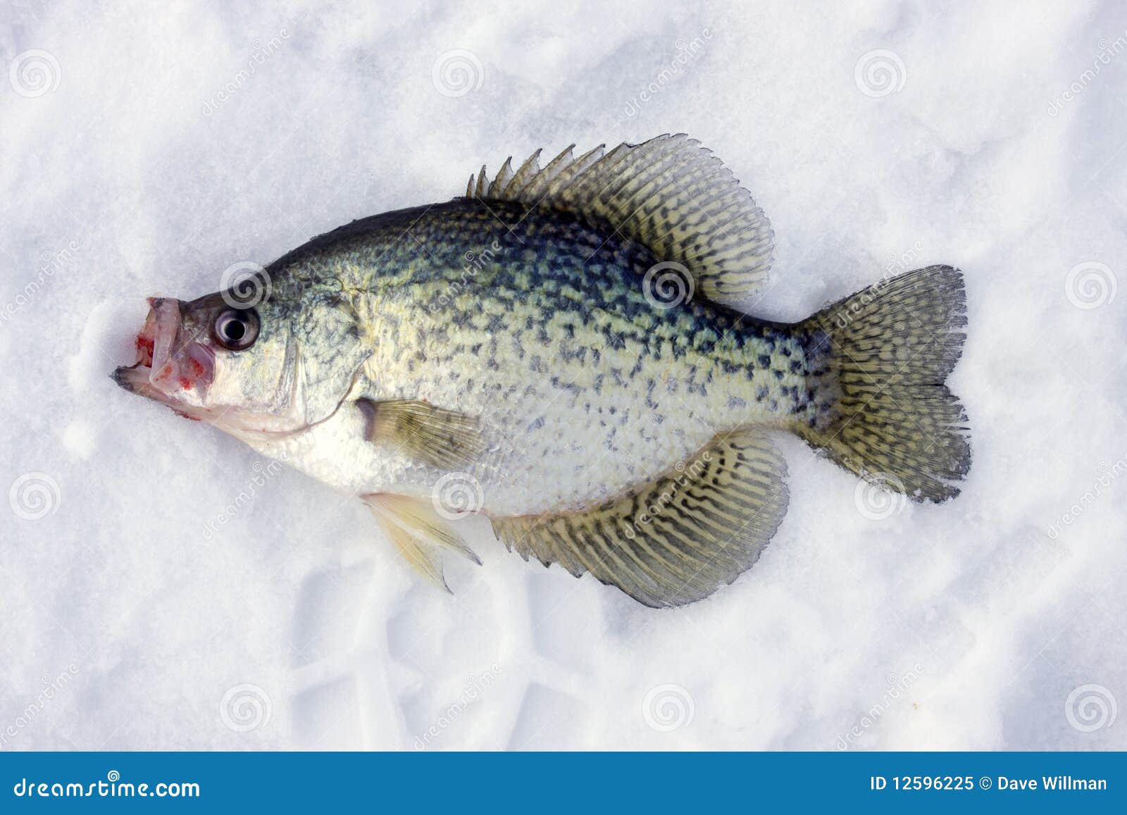 Tipo de peixe no gelo imagem de stock. Imagem de travado - 12596225