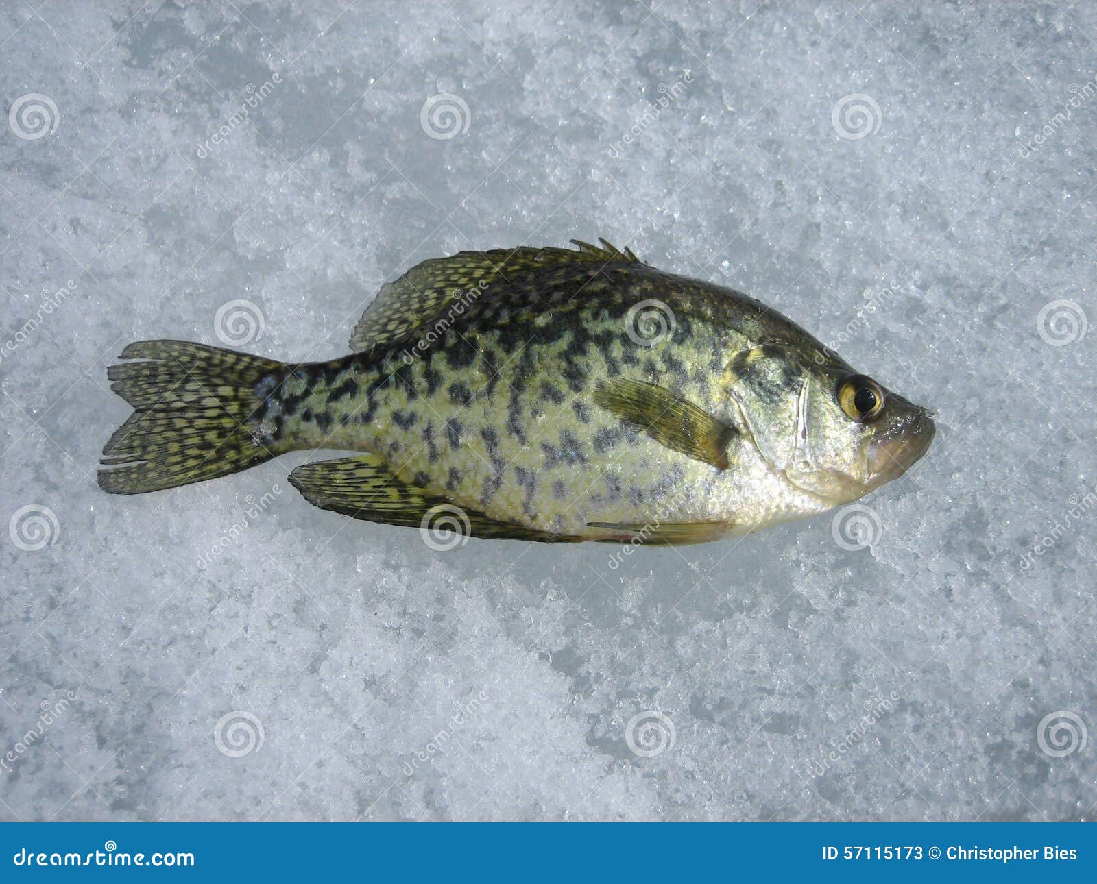 Tipo de peixe no gelo imagem de stock. Imagem de crappie - 57115173