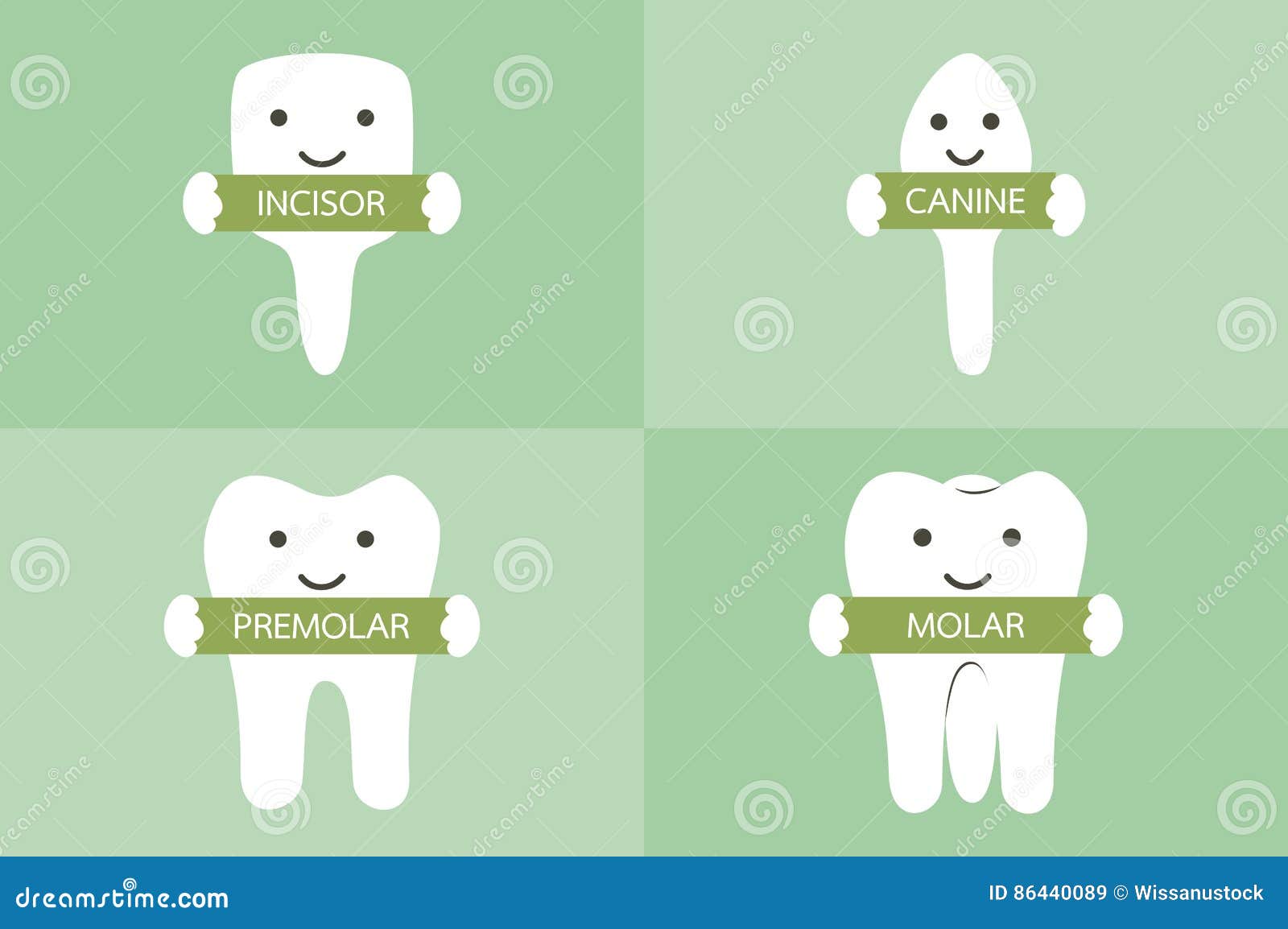 Tipo Del Diente - Incisivo, Colmillo, Premolar, Muela Ilustración del ...
