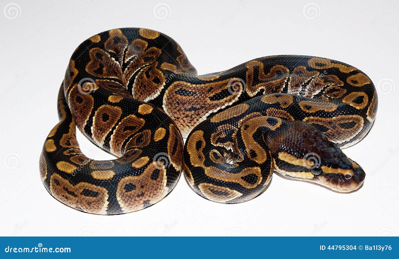 Tipo Selvaggio Pitone Reale Fotografia Stock - Immagine di reale ...