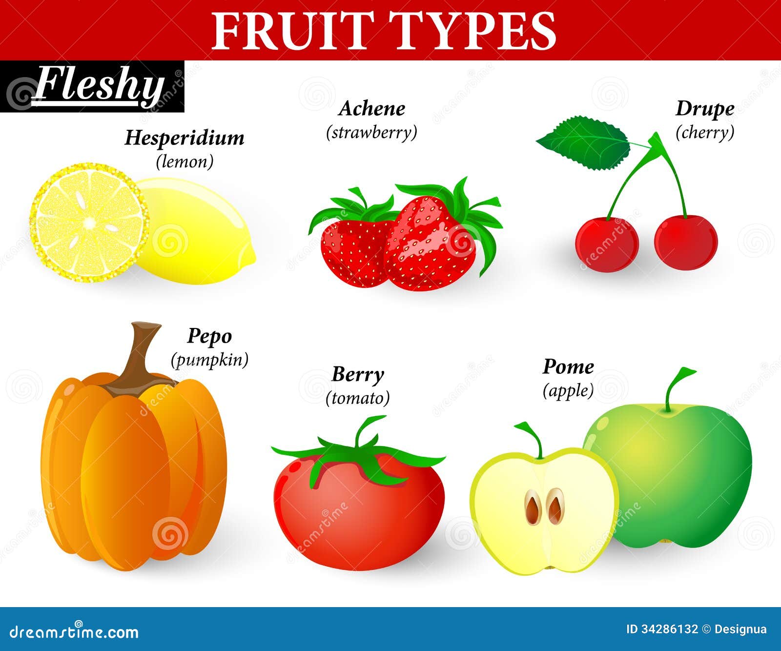 Tipos carnudos do fruto ilustração do vetor. Ilustração de fatia - 34286132