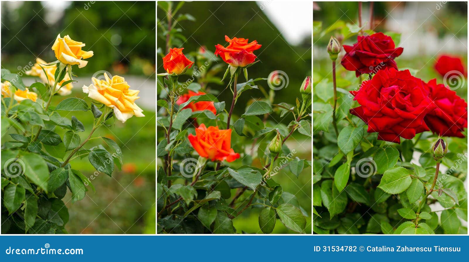 Tipos Cor-de-rosa Diferentes Colagem Foto de Stock - Imagem de ...