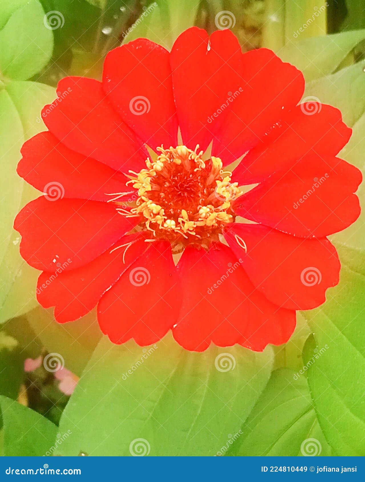 Tipos de crisantemo rojo imagen de archivo. Imagen de crisantemo ...