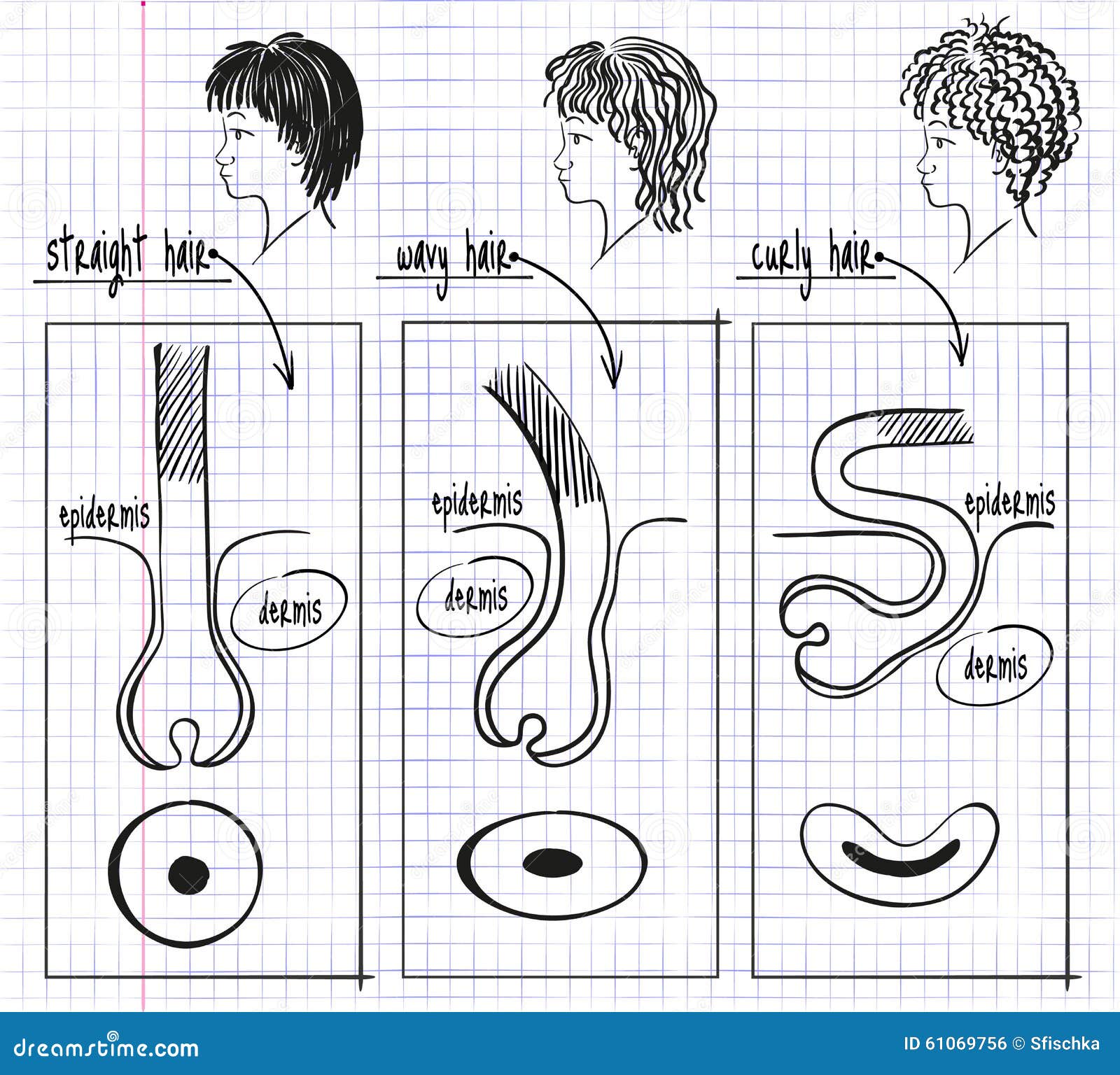 Tipos De Dibujo De Cabello Humano Ilustración del Vector - Imagen: 61069756