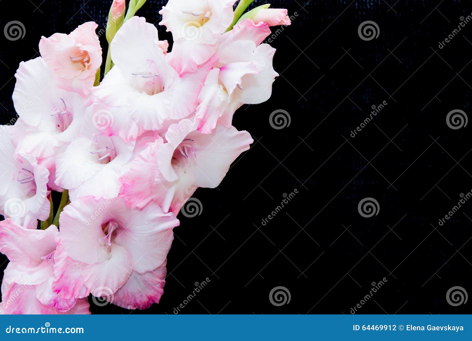 Tipos De Flor Cor-de-rosa E Brancos Em Um Fundo Preto Foto de Stock ...