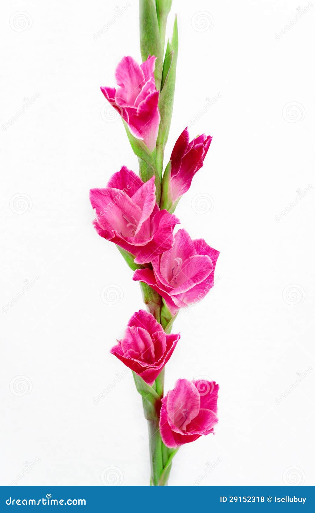 Tipos De Flor Cor-de-rosa Na Porcelana Foto de Stock - Imagem de nave ...