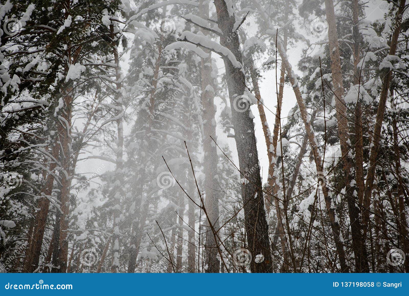 Tipos de invierno el taiga foto de archivo. Imagen de mortal - 137198058