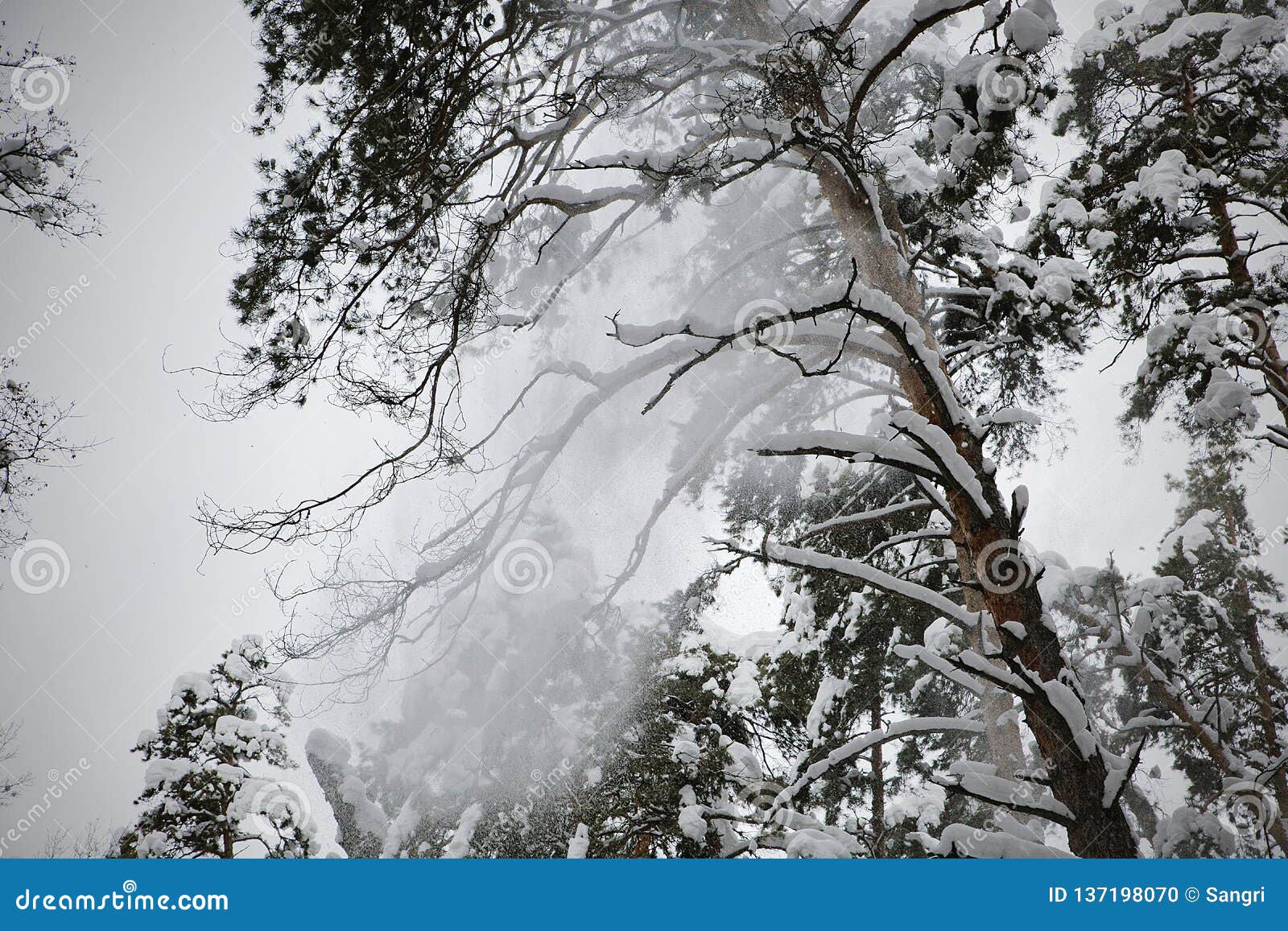 Tipos de invierno el taiga foto de archivo. Imagen de cazador - 137198070