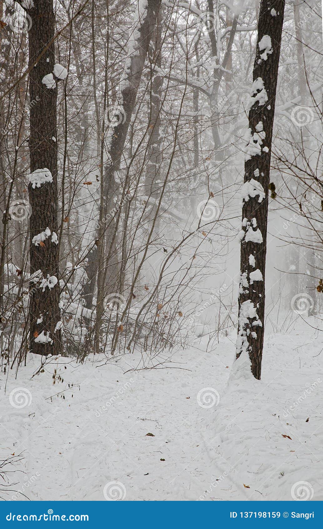 Tipos de invierno el taiga imagen de archivo. Imagen de escandinavo ...
