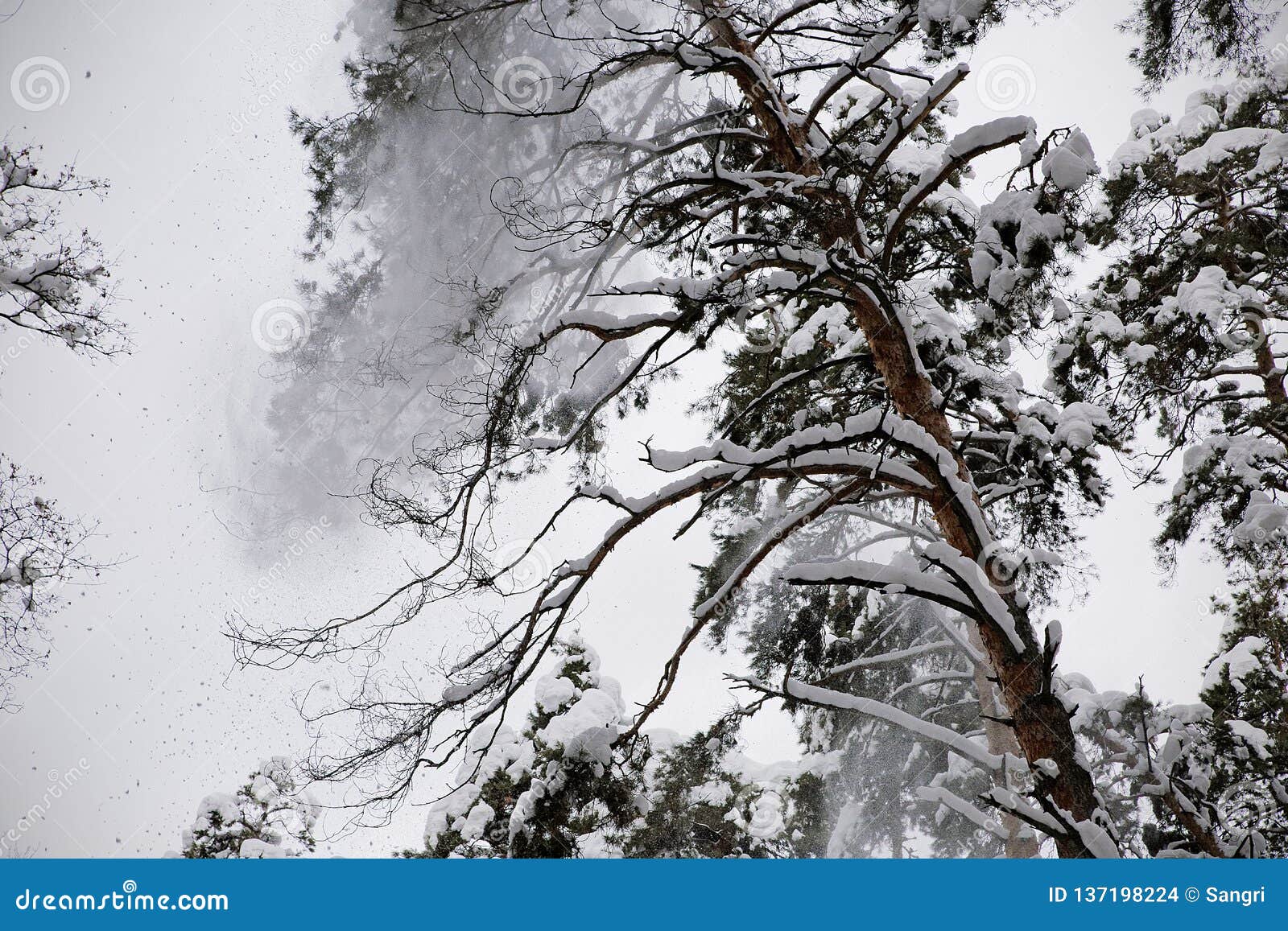 Tipos de invierno el taiga foto de archivo. Imagen de hermoso - 137198224