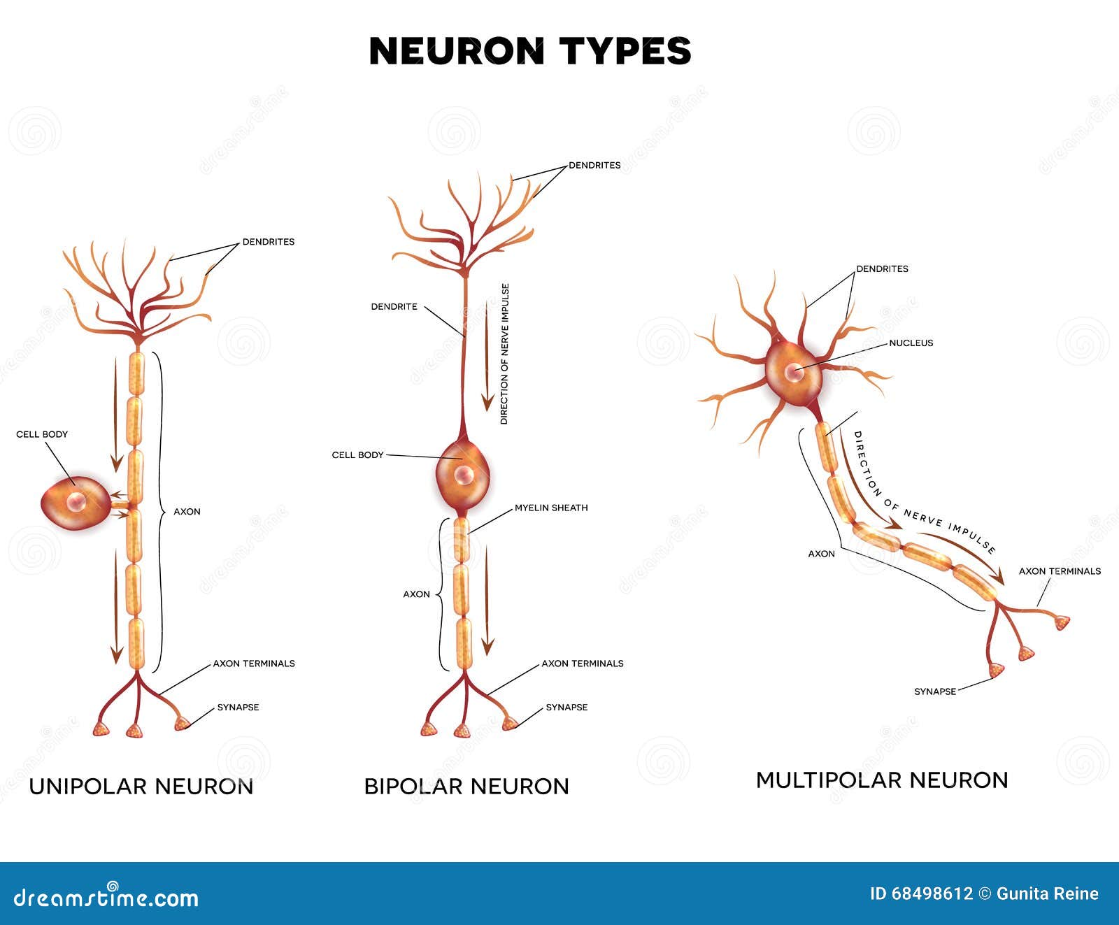 Tipos de la neurona ilustración del vector. Ilustración de acoplamiento ...