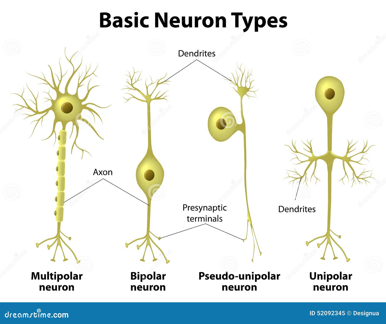 Tipos De Neurônios Ilustração do Vetor - Imagem: 52092345