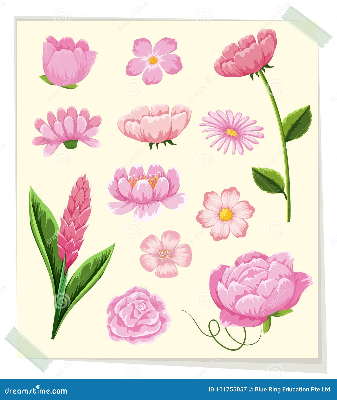 Tipos Diferentes De Flores Cor-de-rosa Ilustração do Vetor - Ilustração ...