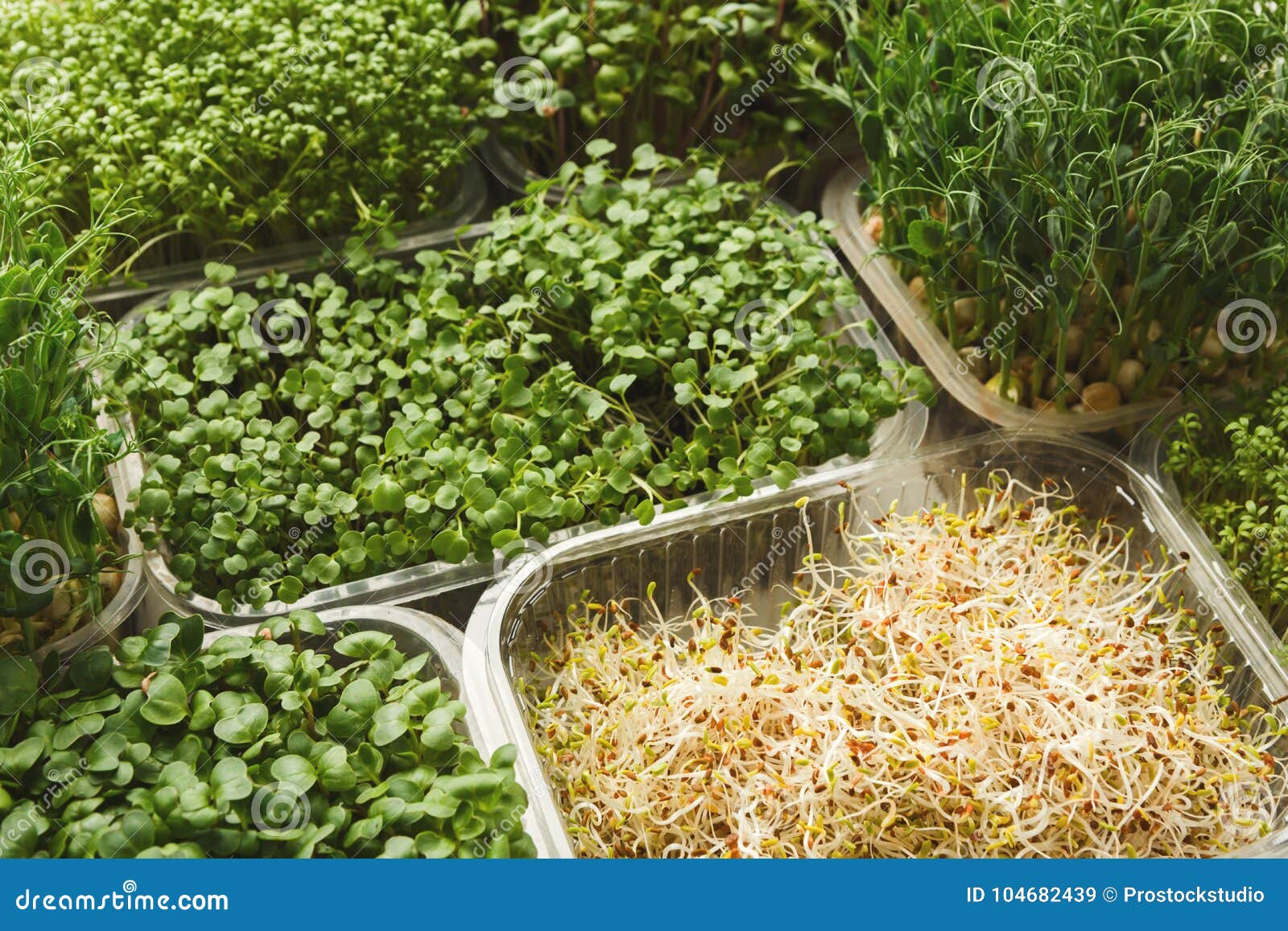 Tipos Diferentes De Micro Verdes Imagem de Stock - Imagem de repolho ...