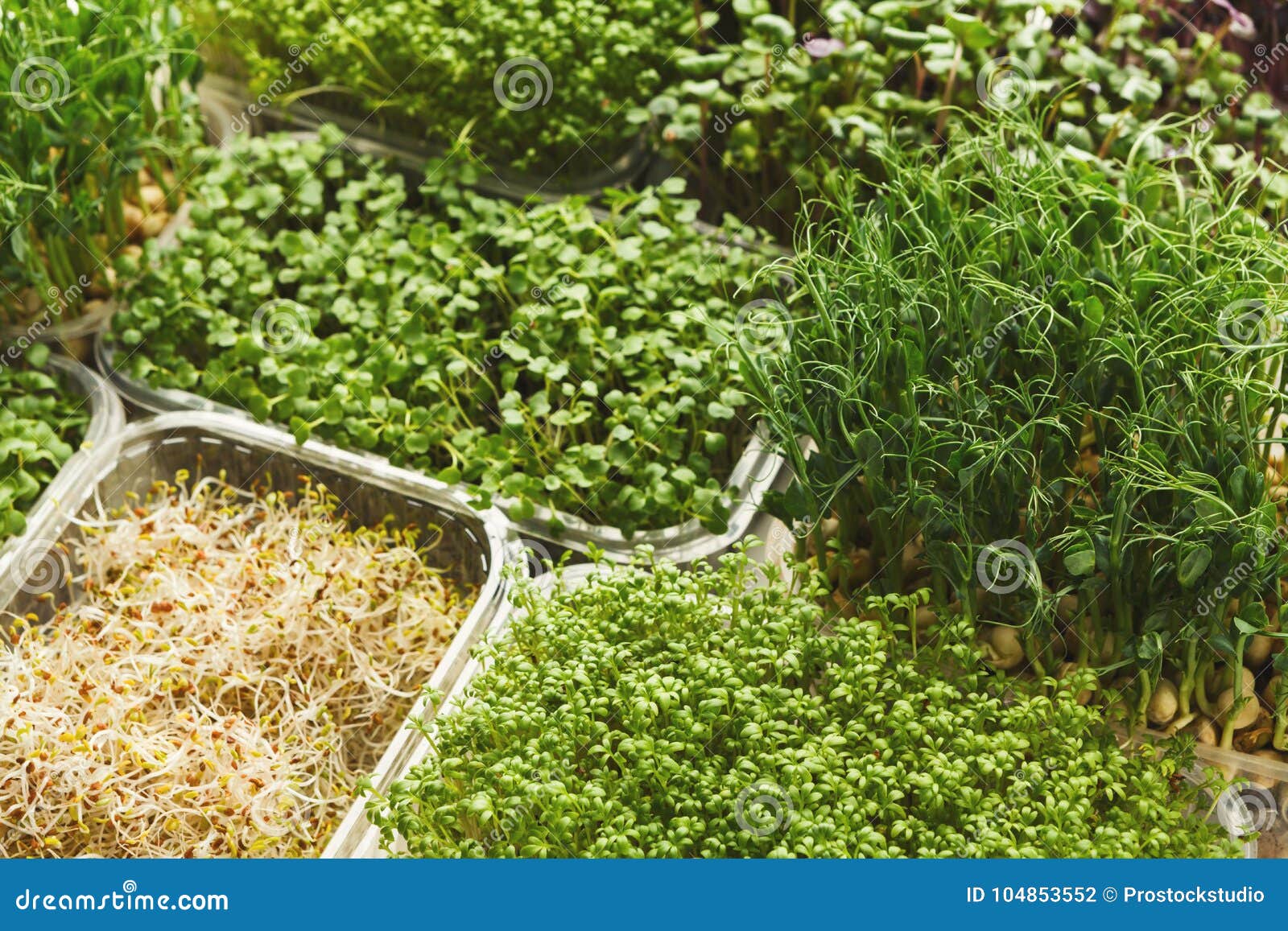 Tipos Diferentes De Micro Verdes Foto de Stock - Imagem de naughty ...