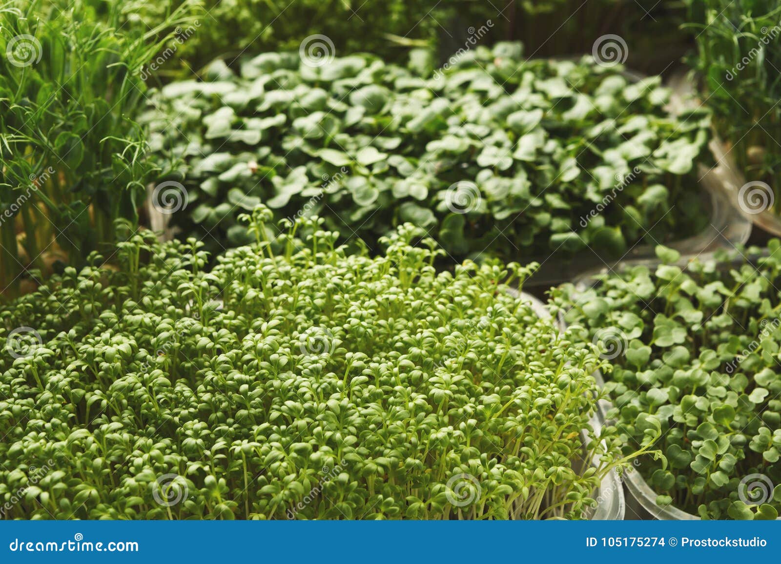 Tipos Diferentes De Micro Verdes Foto de Stock - Imagem de ervilhas ...