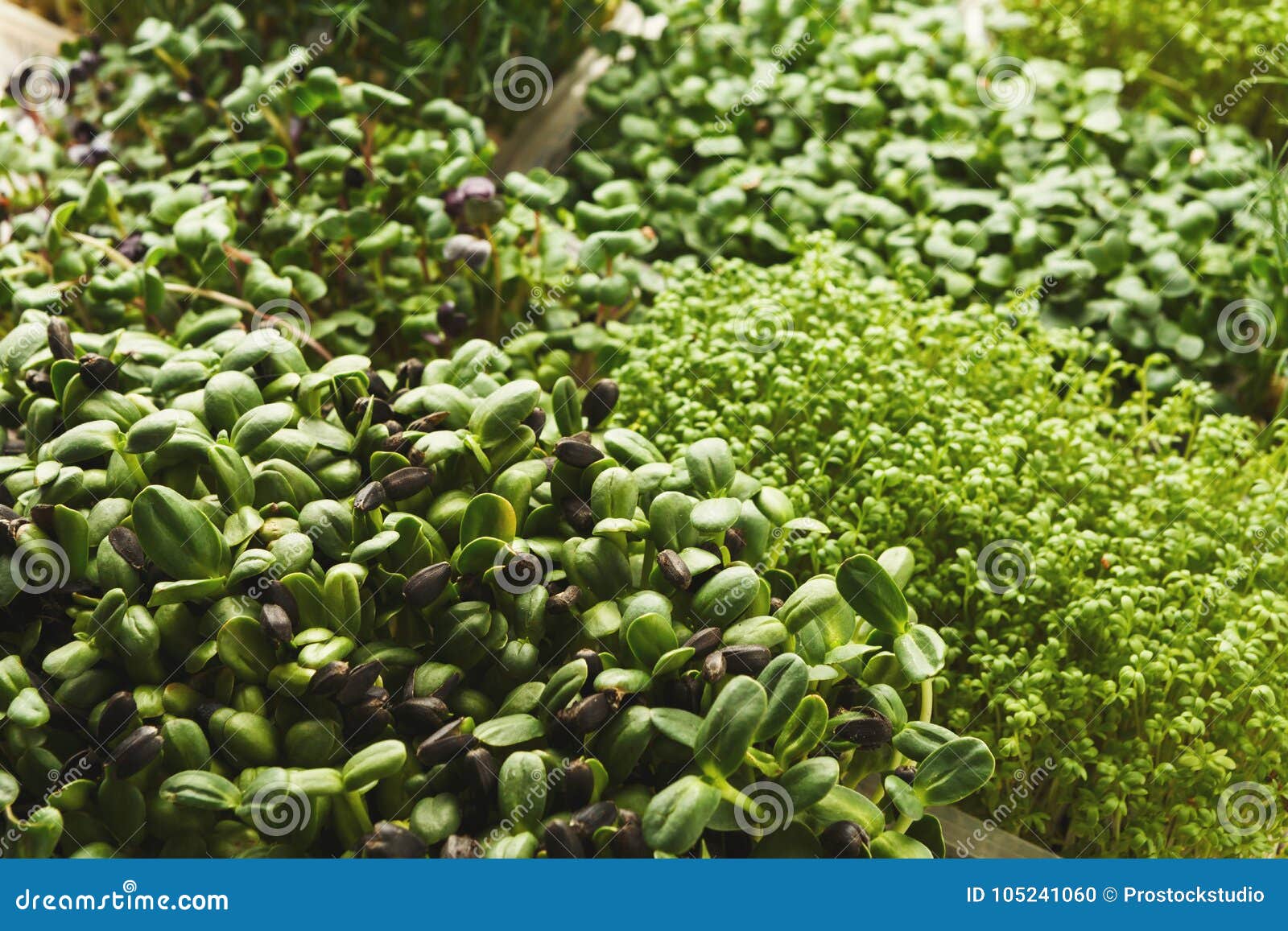 Tipos Diferentes De Micro Verdes Foto de Stock - Imagem de orgânico ...