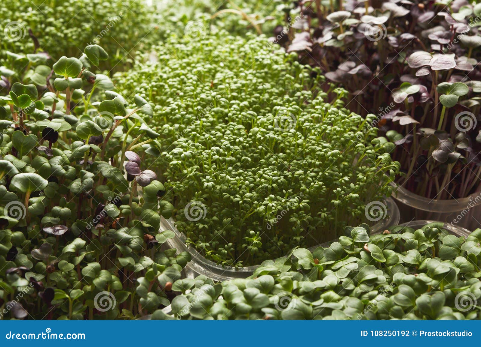 Tipos Diferentes De Micro Verdes Foto de Stock - Imagem de salada ...