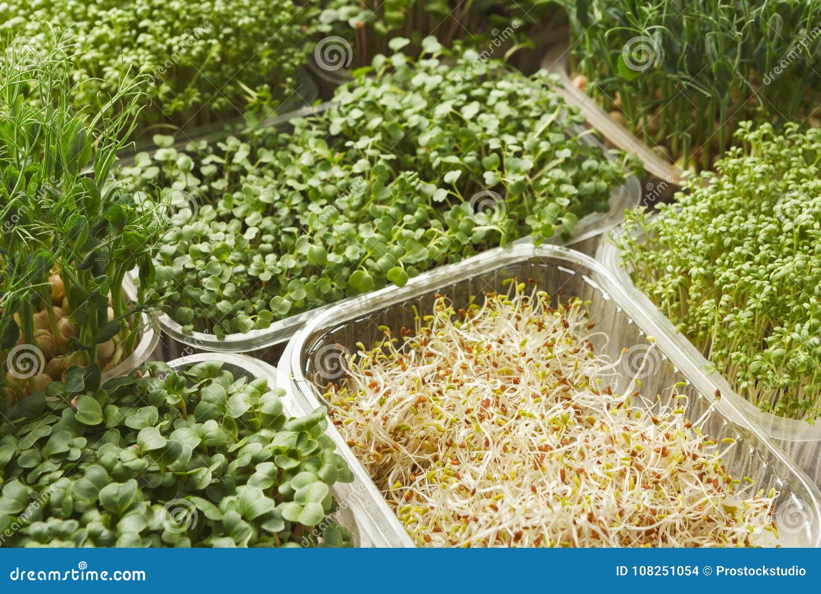 Tipos Diferentes De Micro Verdes Foto de Stock - Imagem de salada ...