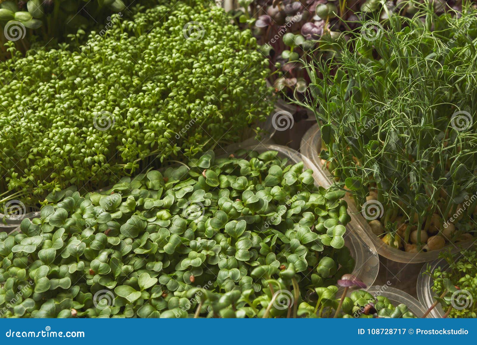 Tipos Diferentes De Micro Verdes Imagem de Stock - Imagem de dieta ...