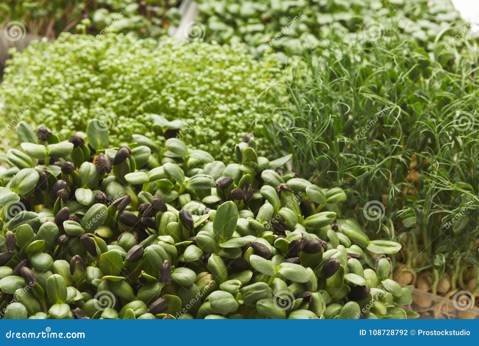 Tipos Diferentes De Micro Verdes Foto de Stock - Imagem de alfafa ...