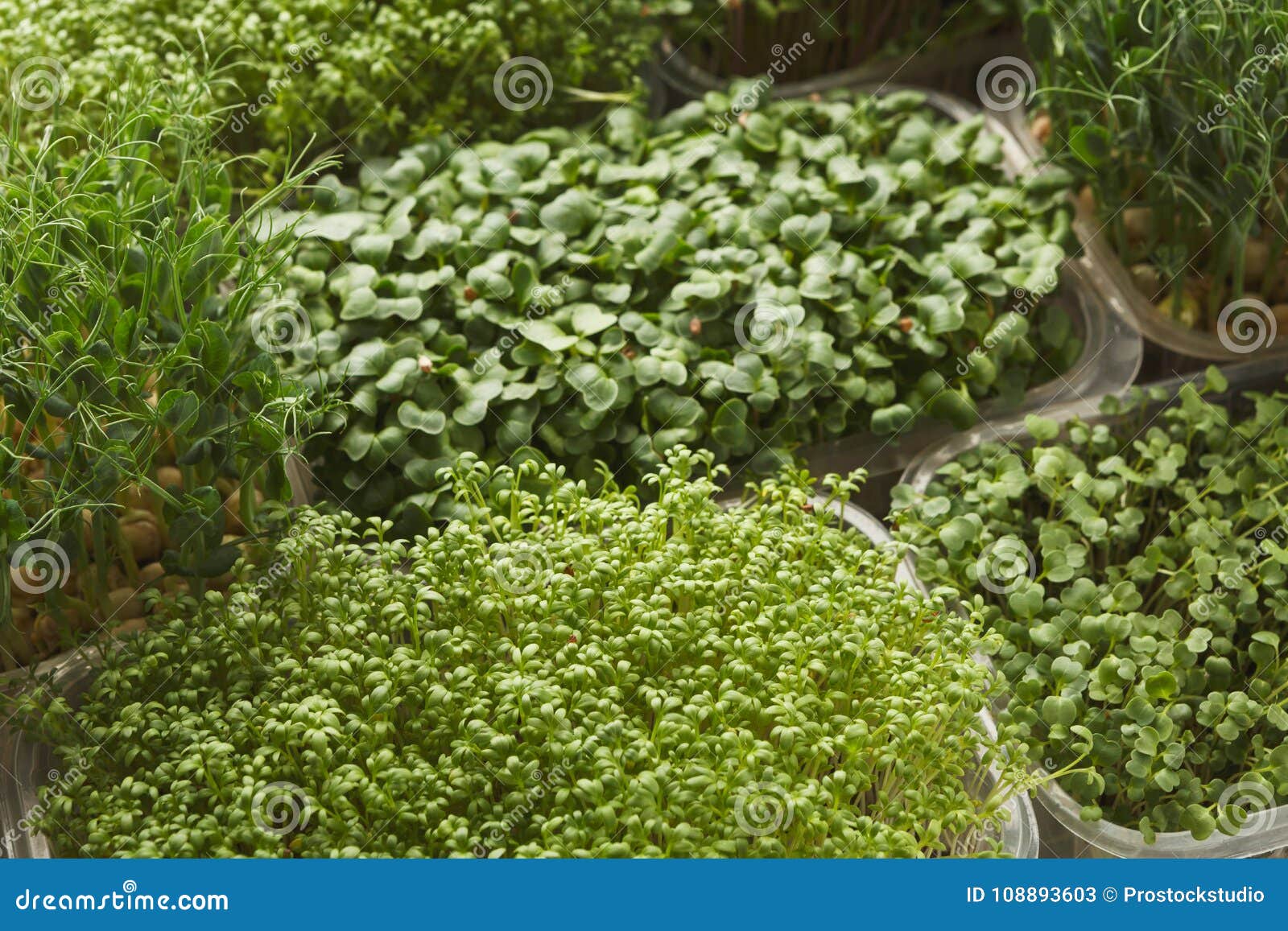 Tipos Diferentes De Micro Verdes Imagem de Stock - Imagem de ...