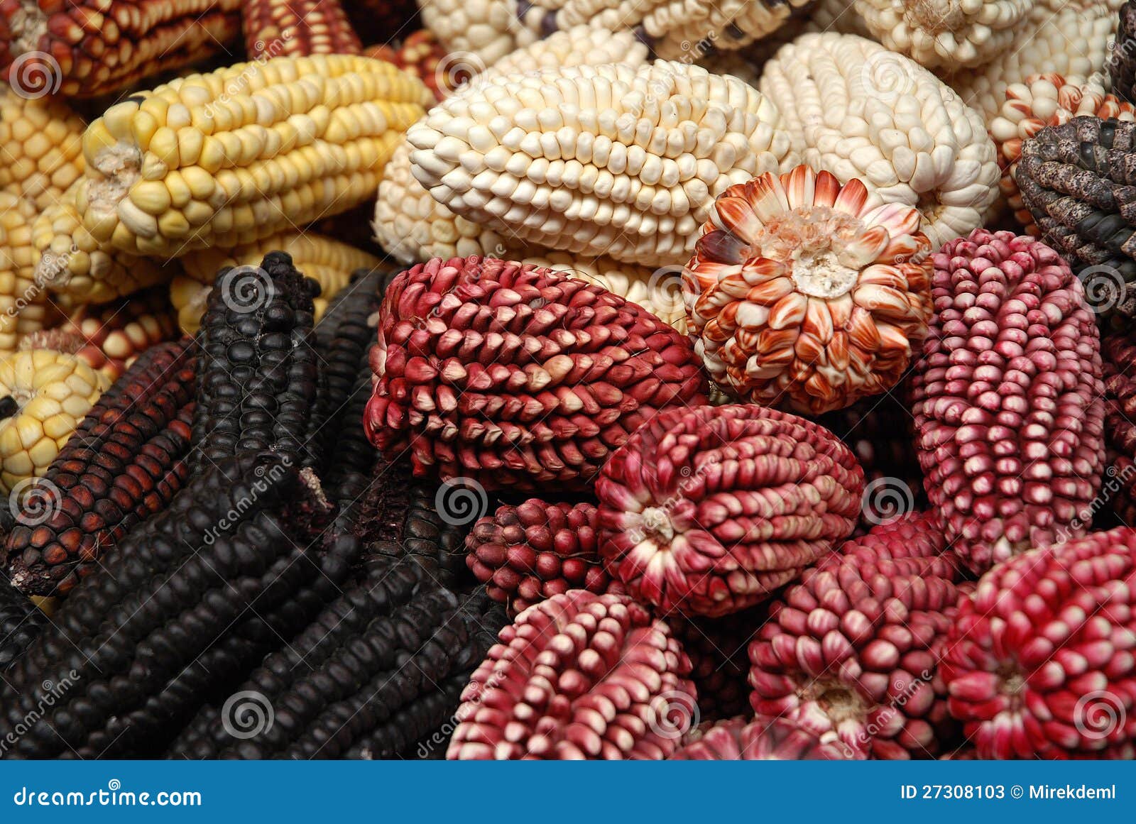 Tipos diferentes de milho imagem de stock. Imagem de garganta - 27308103