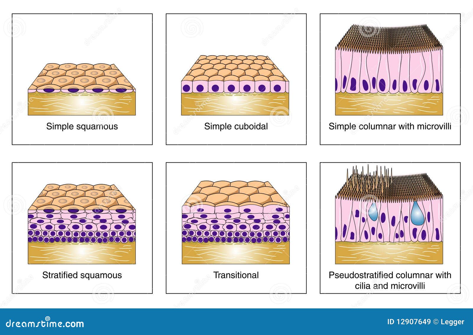 Tipos epiteliales ilustración del vector. Ilustración de médico - 12907649