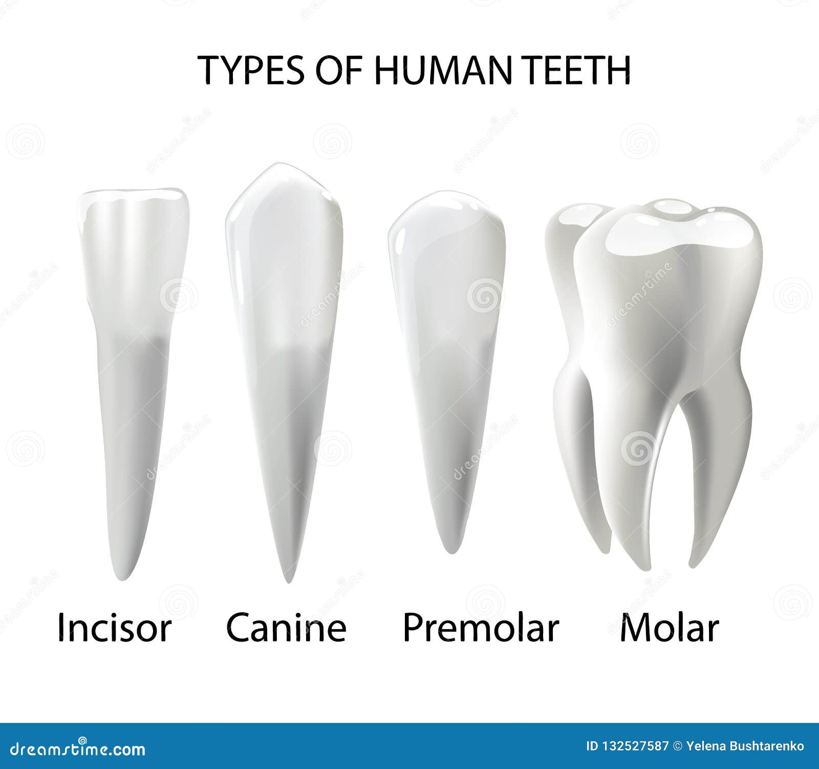 Colmillos Dientes Humanos Nombres De Los Dientes Y De Las Muelas