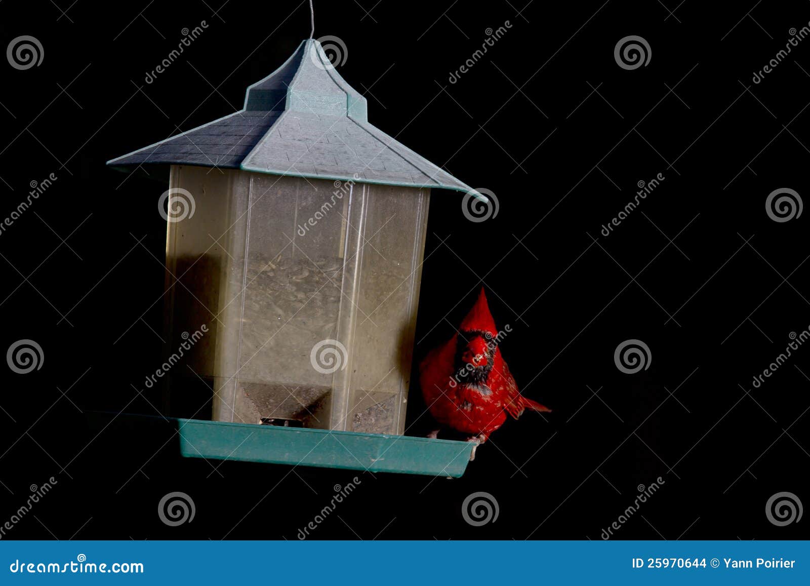Tipping bird stock photo. Image of dark, catch, kernel - 25970644