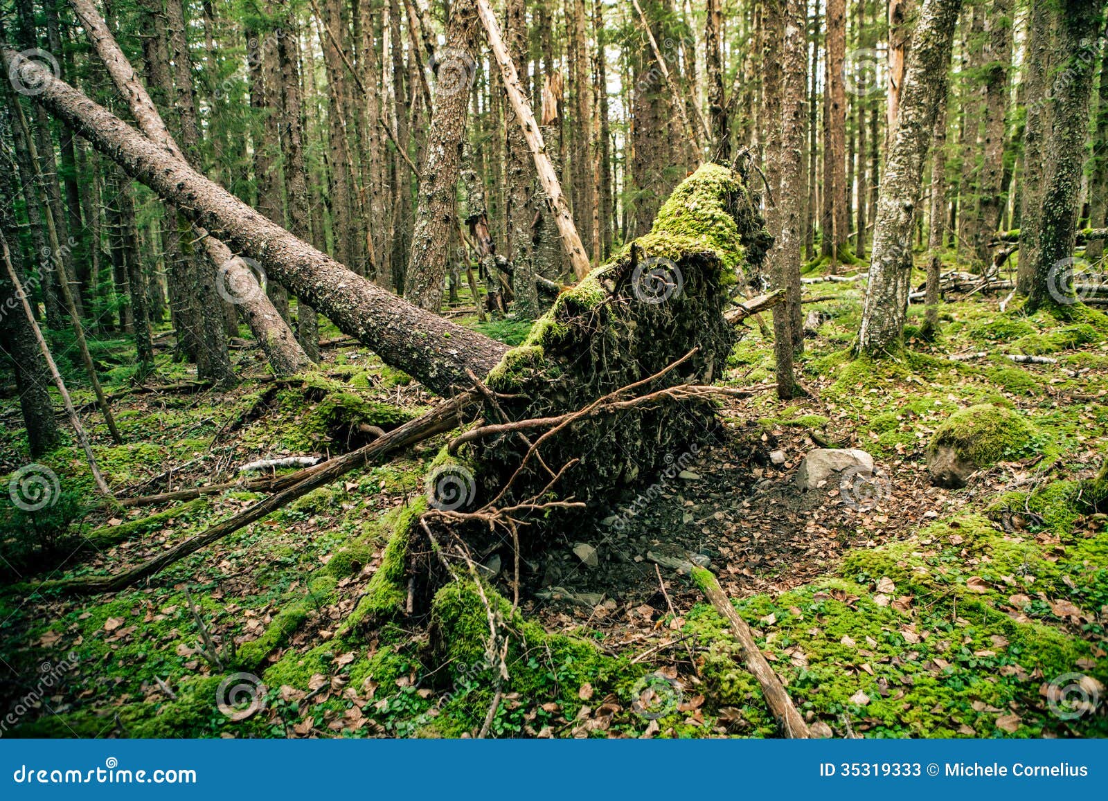 Tipping Point stock image. Image of tipped, roots, southeast - 35319333
