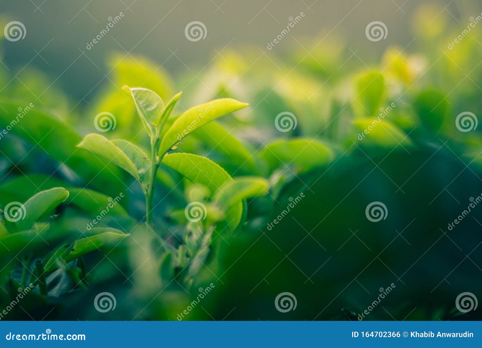 The Tips of Fresh Tea Leaves with Sunlight Stock Photo - Image of macro ...