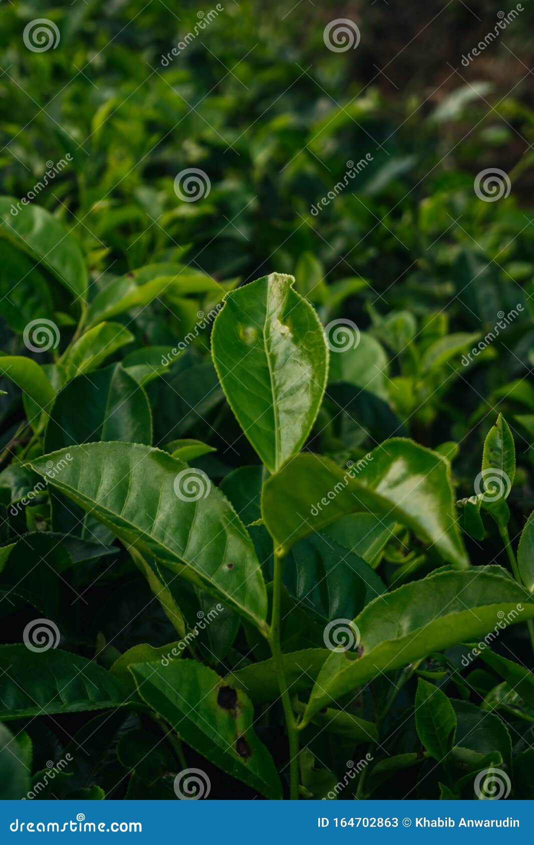 The Tips of Fresh Tea Leaves with Sunlight Stock Image - Image of ...