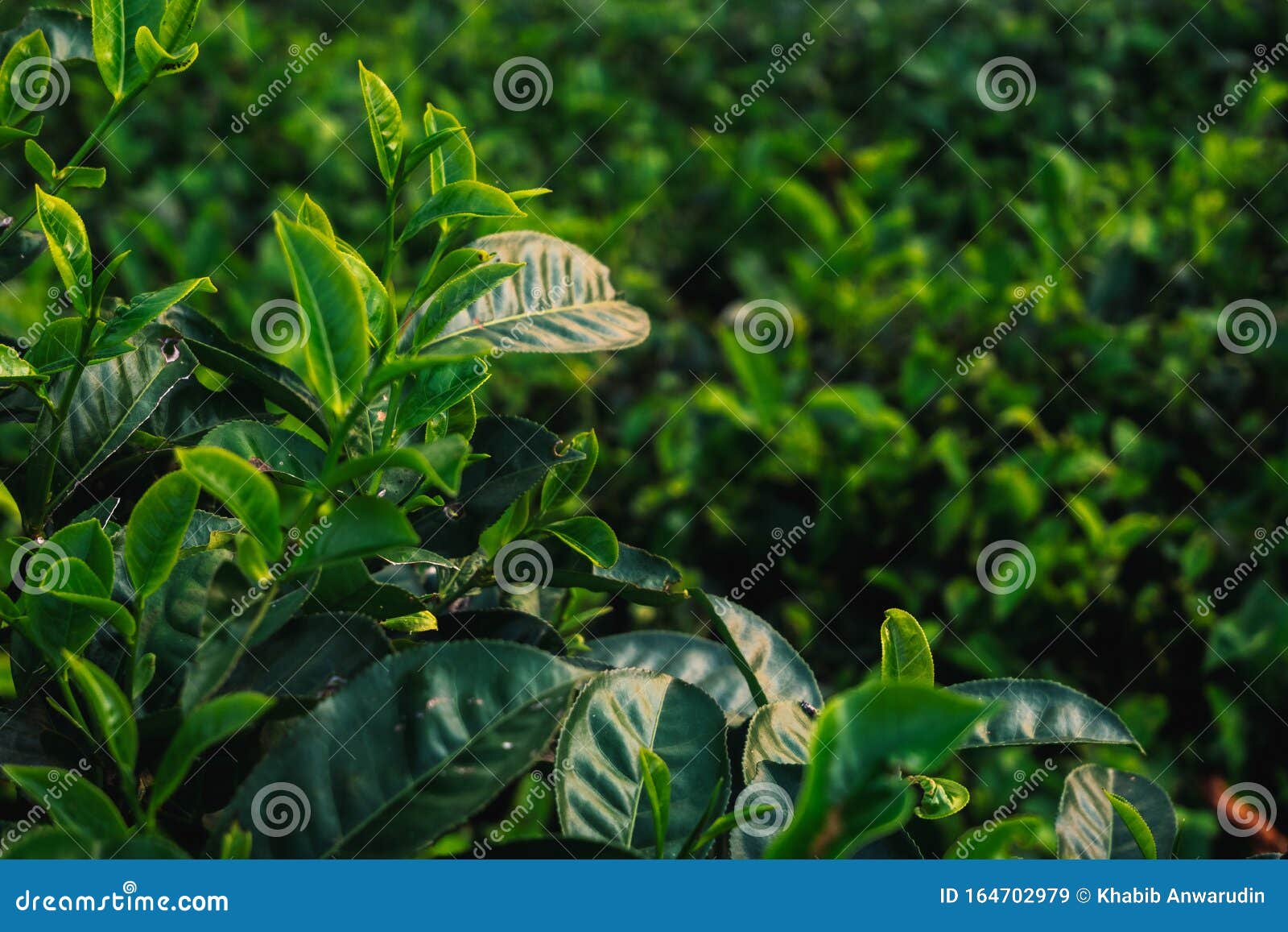 The Tips of Fresh Tea Leaves with Sunlight Stock Image - Image of ...