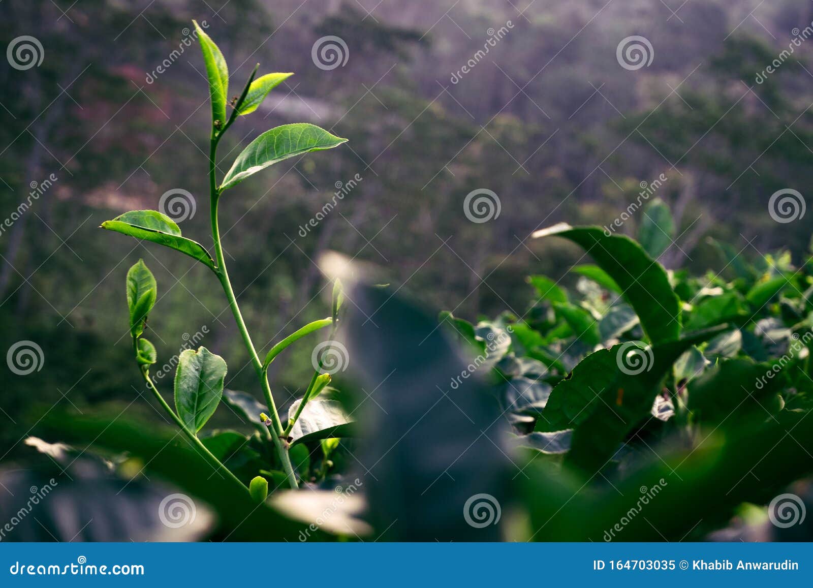 The Tips of Fresh Tea Leaves with Sunlight Stock Image - Image of fresh ...