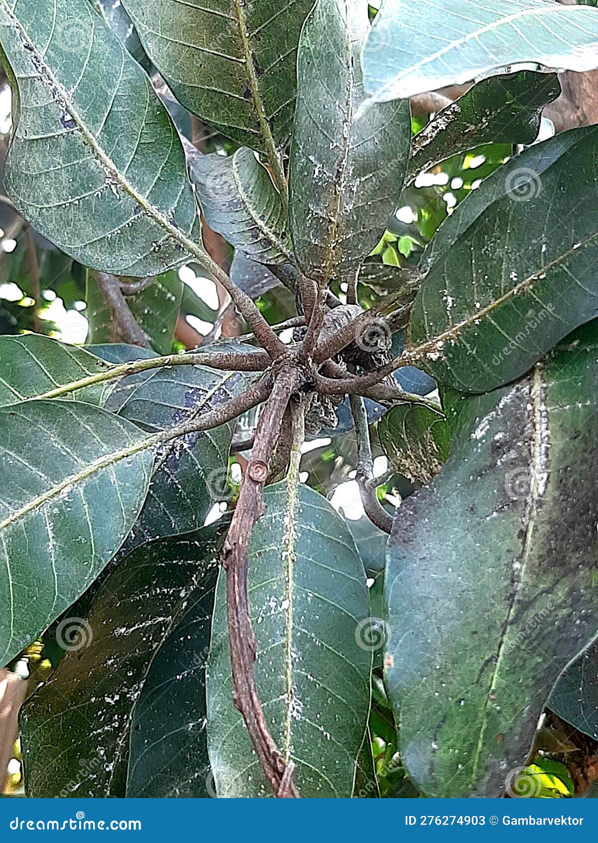 The Tips of the Leaves Infested with Mealy Bugs Stock Image - Image of ...