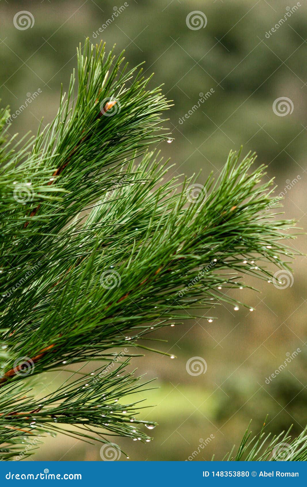 Tip of the Branches of a Pine in a Forest Stock Photo - Image of spike ...