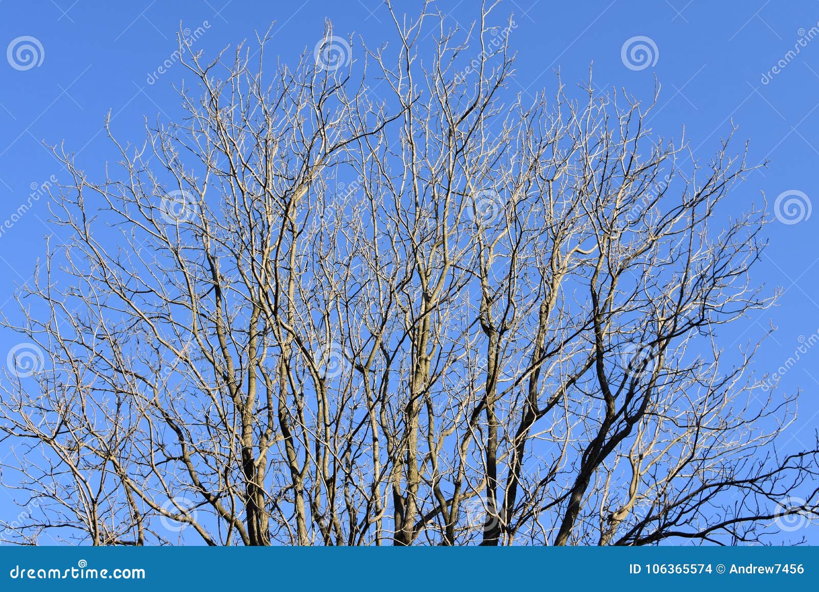 Tips of the Tree Stretch Heavenward Stock Photo - Image of event ...