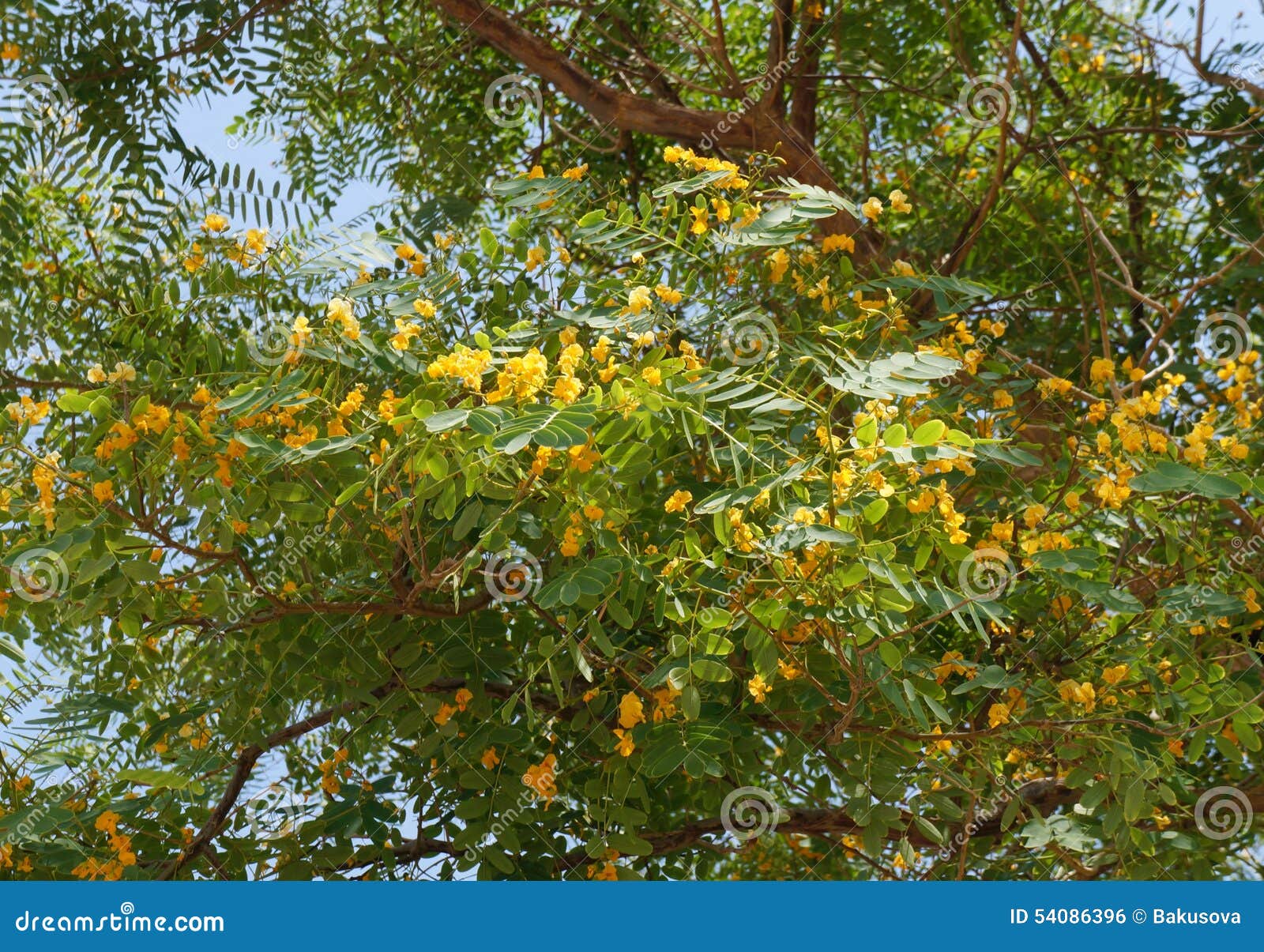 Tipuana tipu tree in bloom stock photo. Image of tipu - 54086396