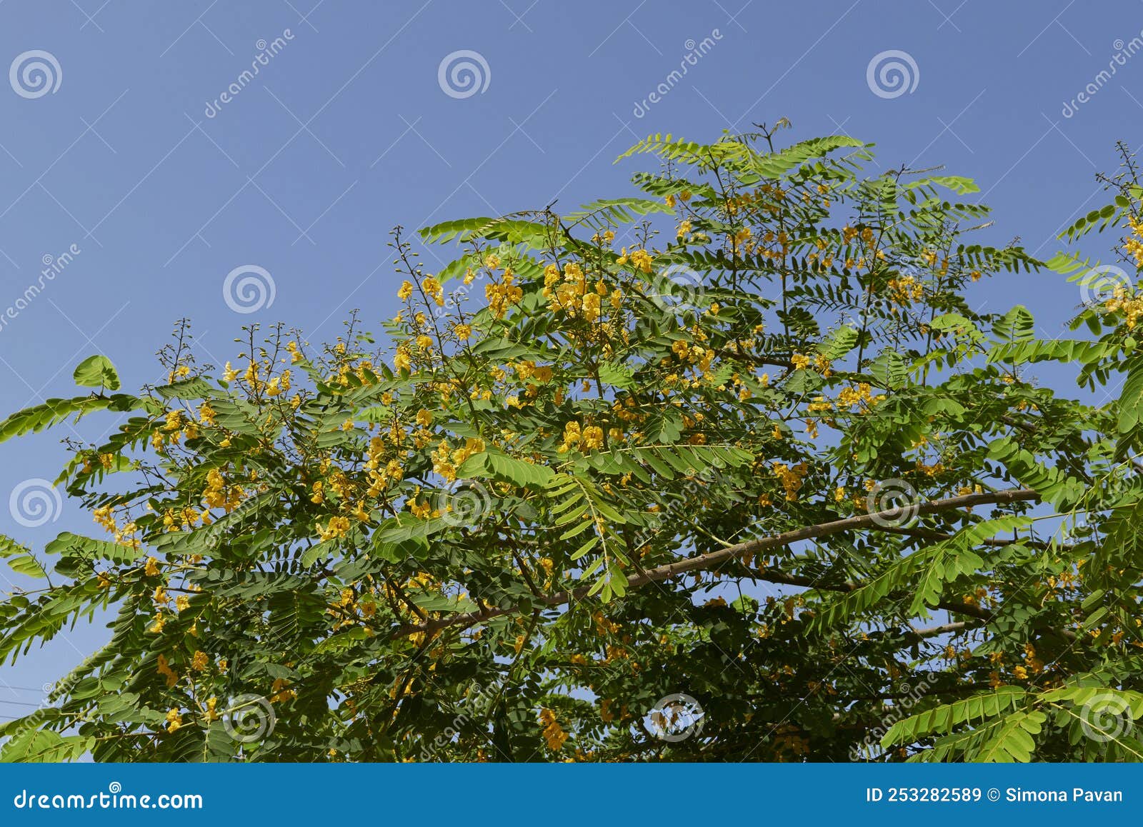 Tipuana tipu tree in bloom stock image. Image of bloom - 253282589