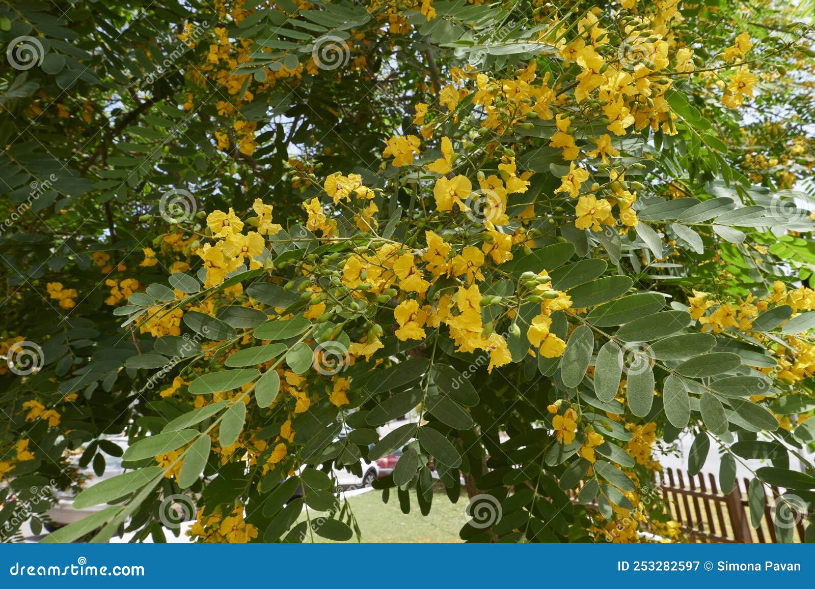 Tipuana tipu tree in bloom stock image. Image of blossom - 253282597 Tipuana tipu tree in bloom stock image. Image of blossom - 253282597