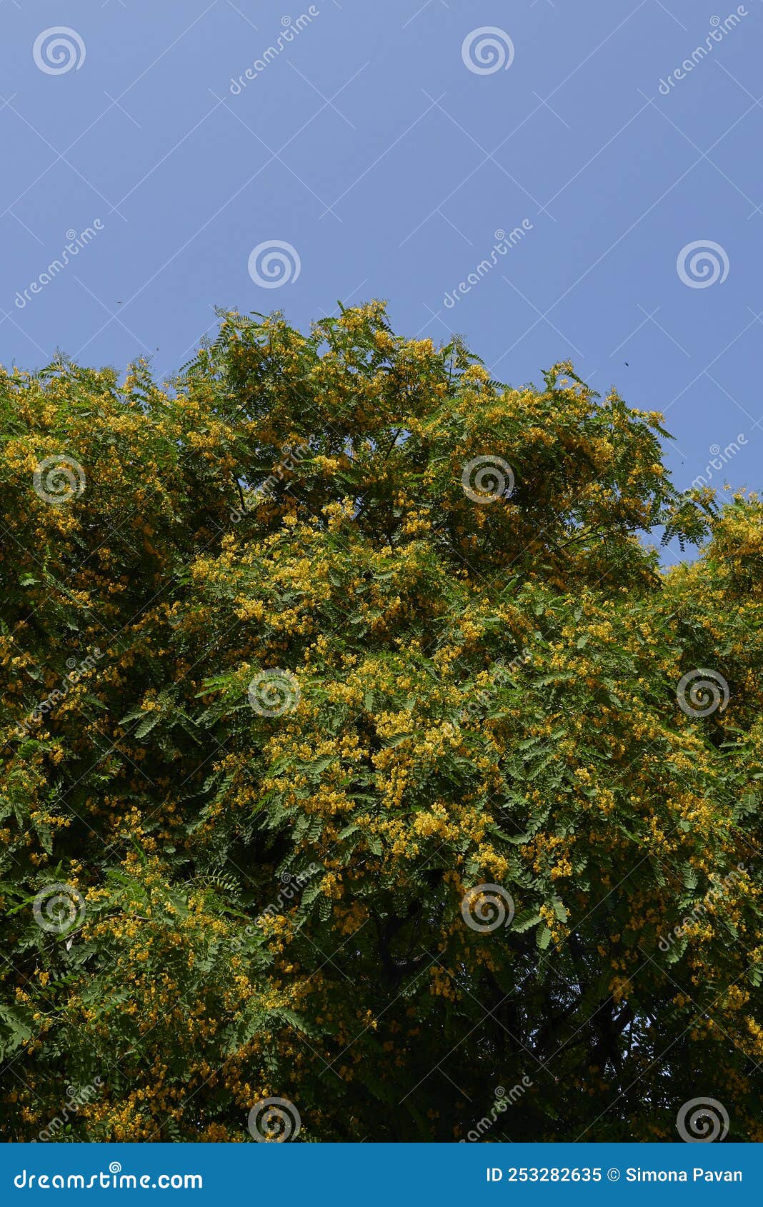 Tipuana tipu tree in bloom stock image. Image of leaves - 253282635
