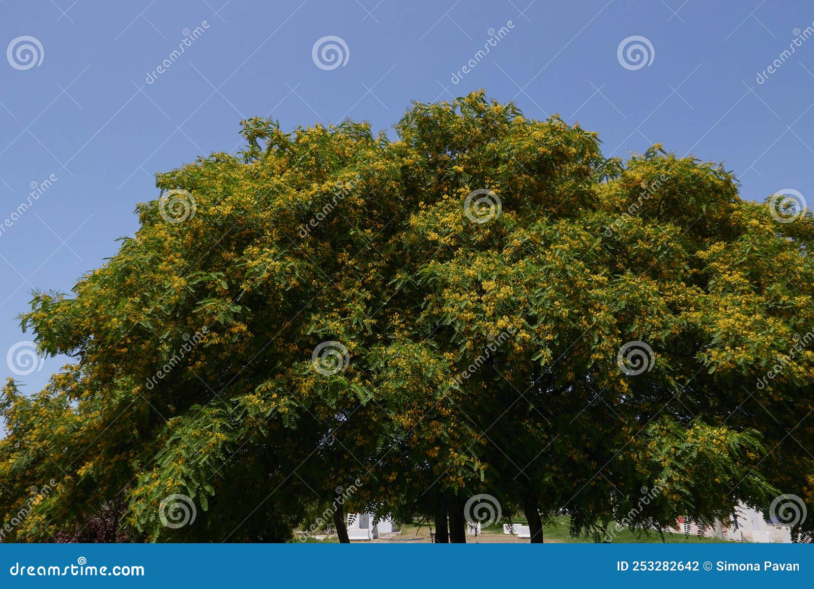 Tipuana tipu tree in bloom stock photo. Image of plant - 253282642