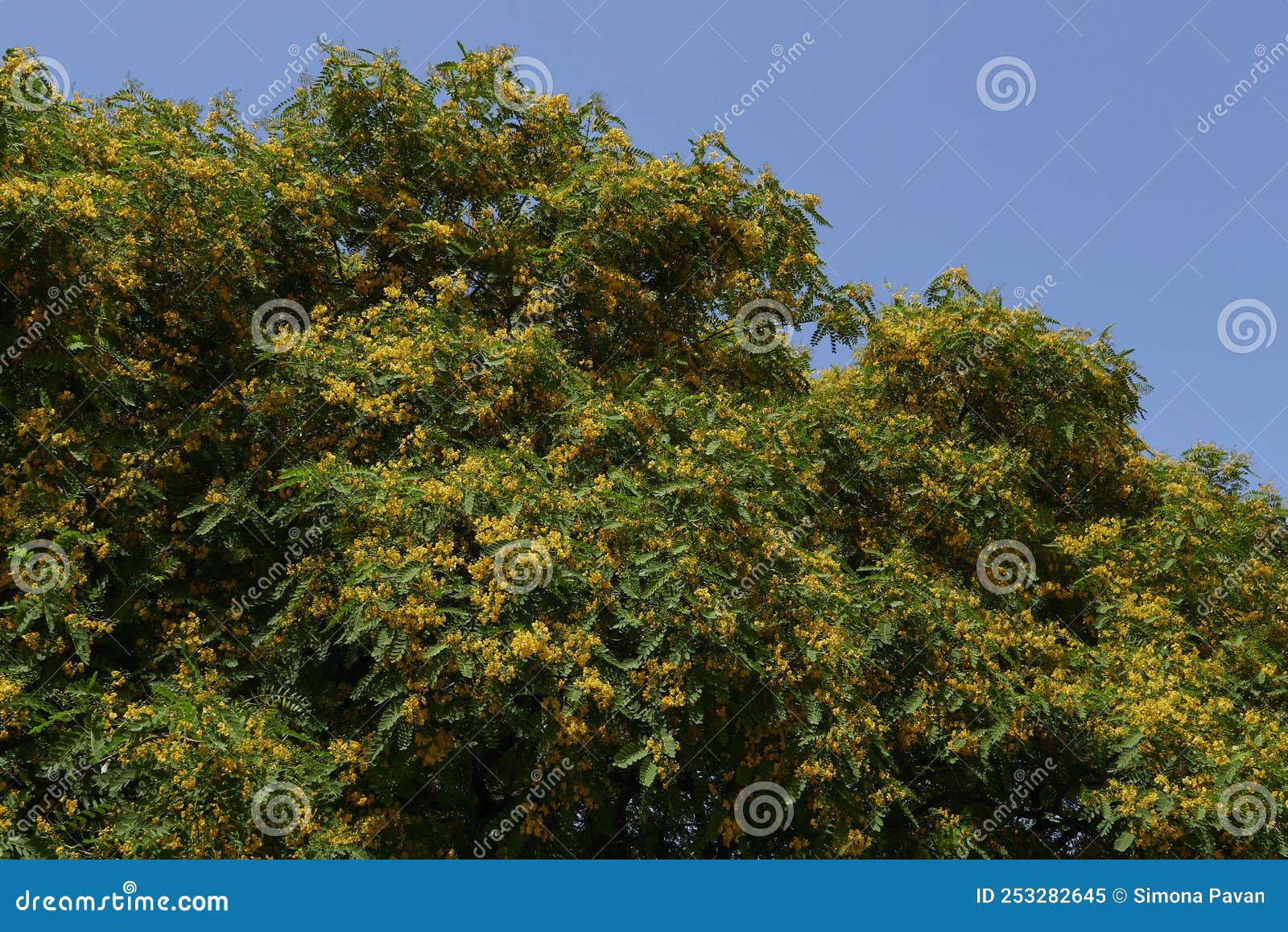 Tipuana tipu tree in bloom stock image. Image of invasive - 253282645