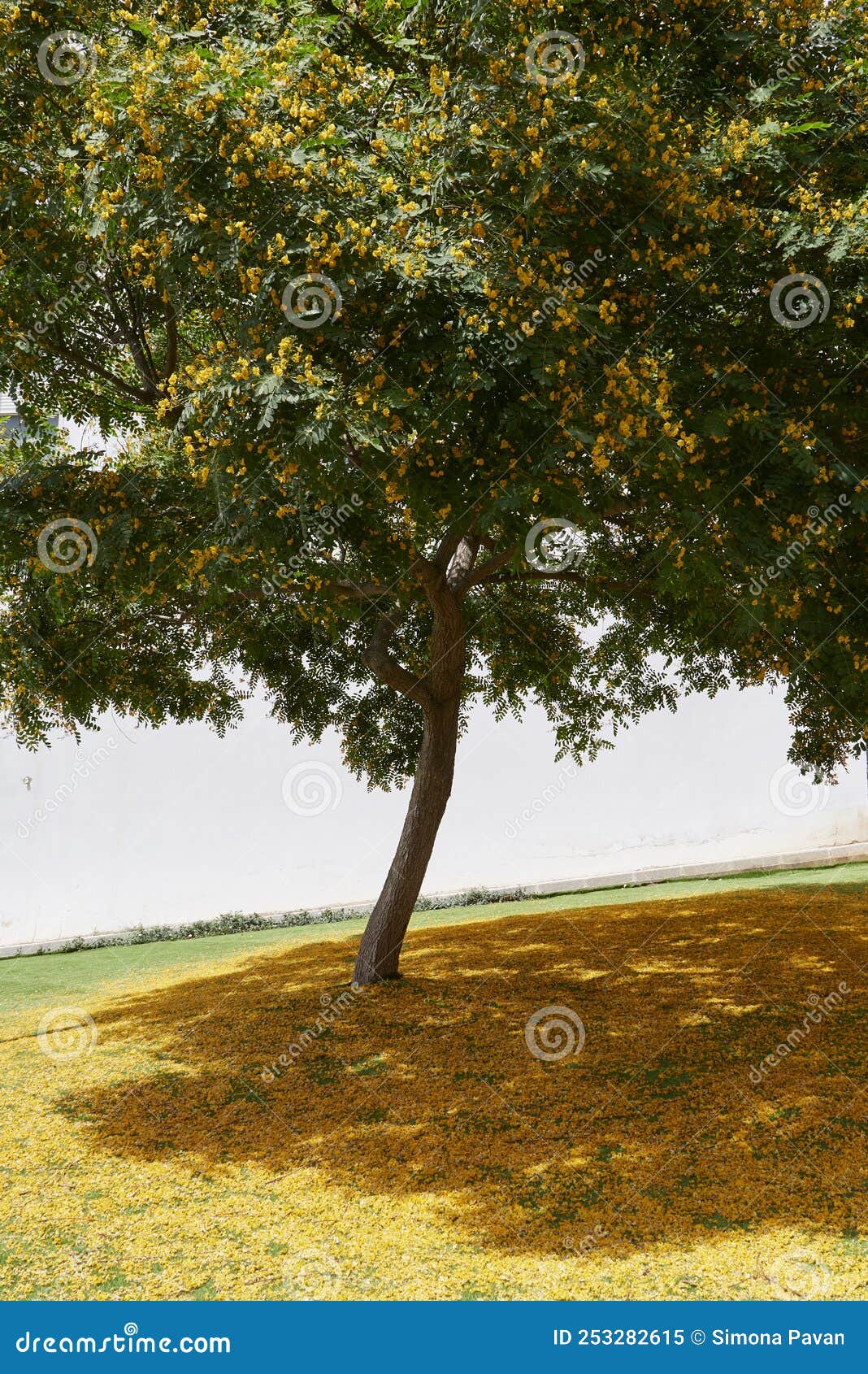 Tipuana tipu tree in bloom stock image. Image of bolivia - 253282615