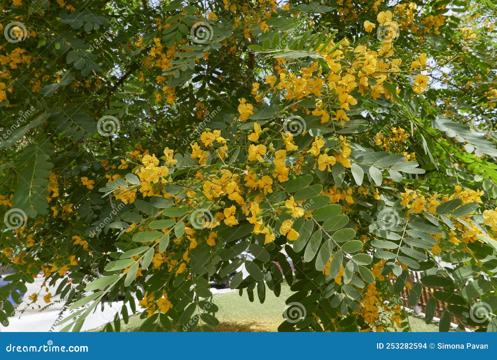 Tipuana tipu tree in bloom stock photo. Image of bloom - 253282594