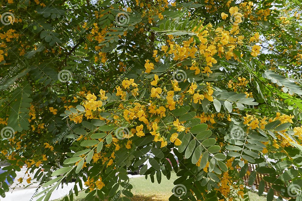 Tipuana tipu tree in bloom stock photo. Image of bloom - 253282594